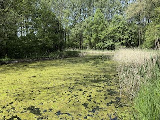 Sentier de la Venoge, Vaud, Switzerland - eBird Hotspot