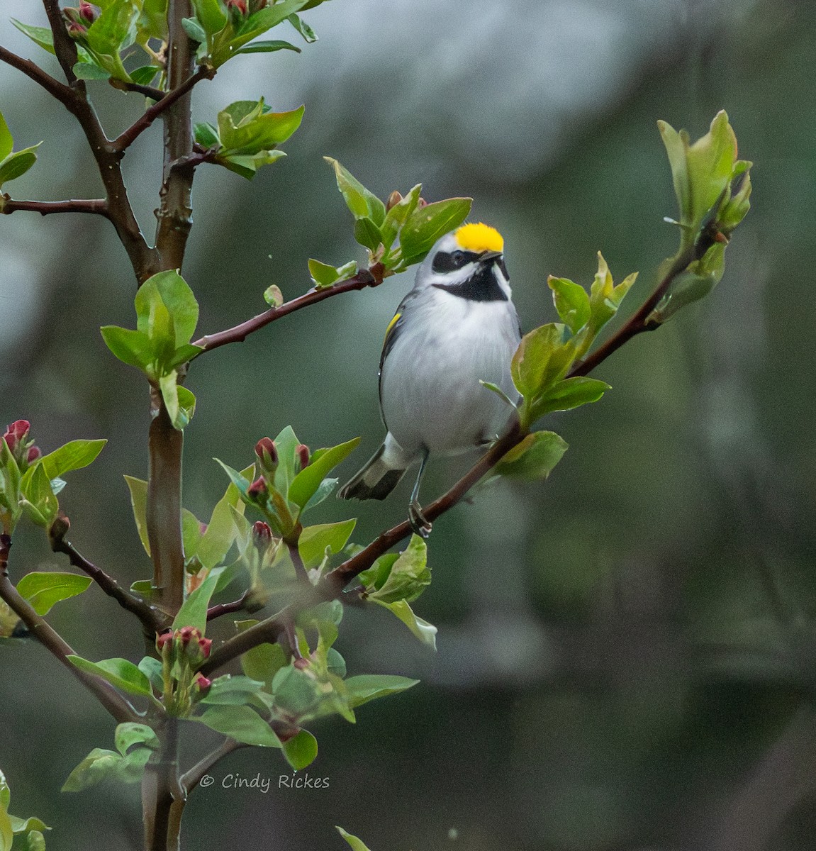 eBird Checklist - 4 May 2025 - Colchester Pond Trail, Colchester US-VT ...