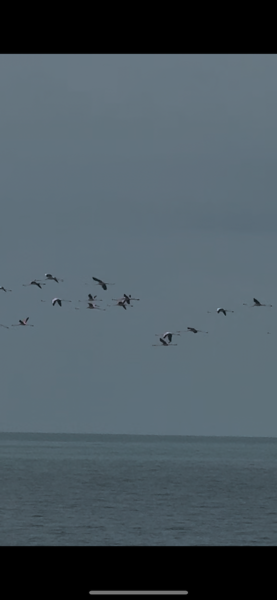 eBird Checklist - 4 May 2025 - Cottrell Key US-FL (24.6050,-81.9222 ...