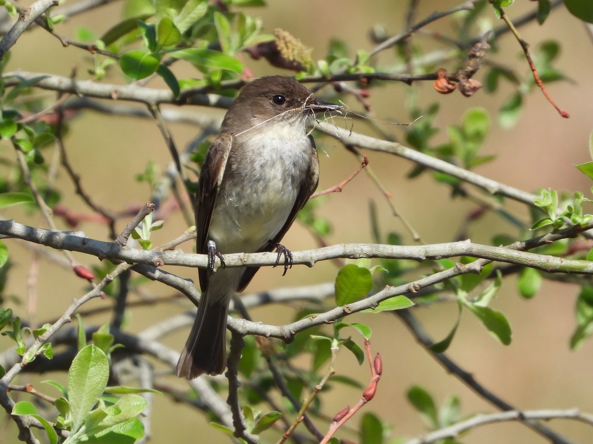 eBird Checklist - 3 May 2025 - Manomet Conservation Sciences - 28 species
