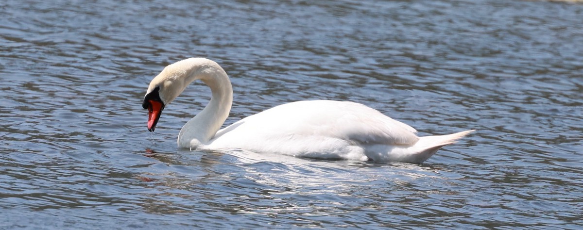 eBird Checklist - 3 May 2025 - Petaluma Marsh WA--Rush Creek Unit ...