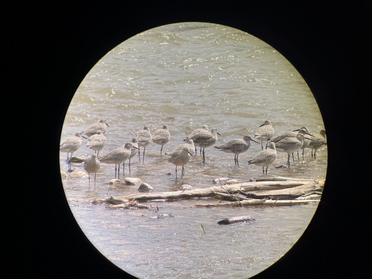 eBird Checklist - 4 May 2025 - New River--Mouth of Madams Creek ...