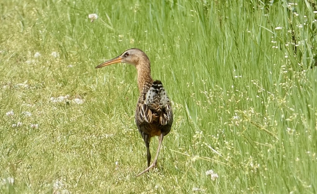 eBird Checklist - 4 May 2025 - Green Bottom WMA--Boardwalk - 17 species
