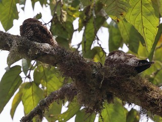 Short-tailed Nighthawk (Short-tailed) - eBird