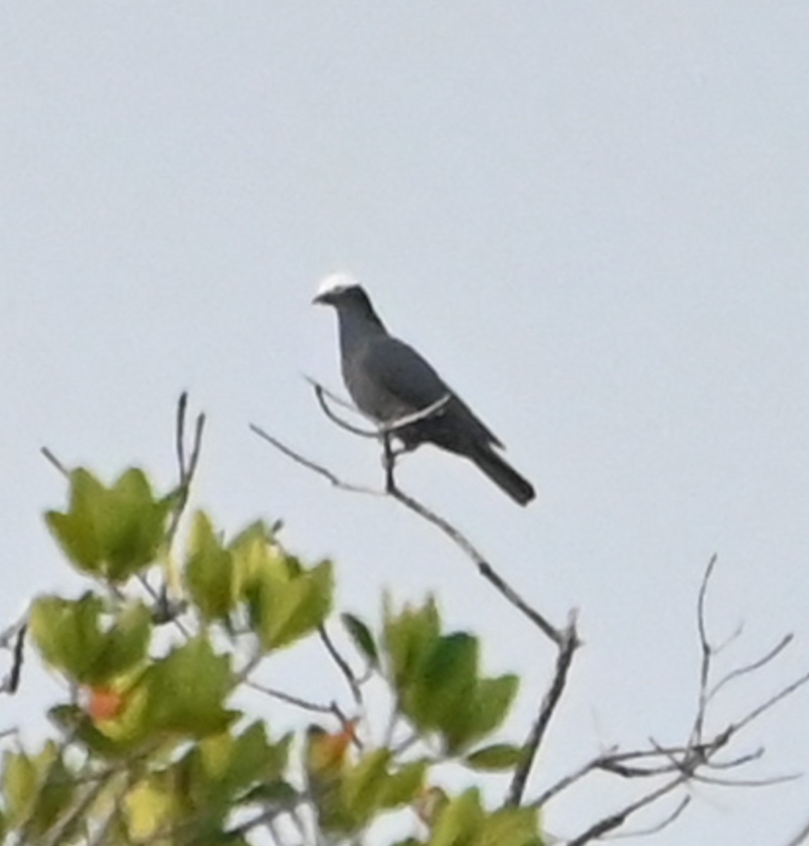 eBird Checklist - 3 May 2025 - Card Sound Road & Bridge area - 7 species