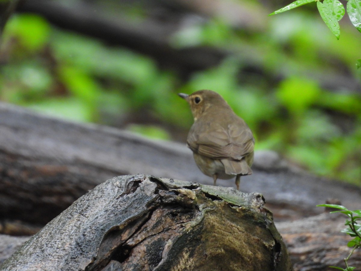 Pennsylvania Bird Atlas Checklist - 4 May 2025 - Frick Park - 54 species