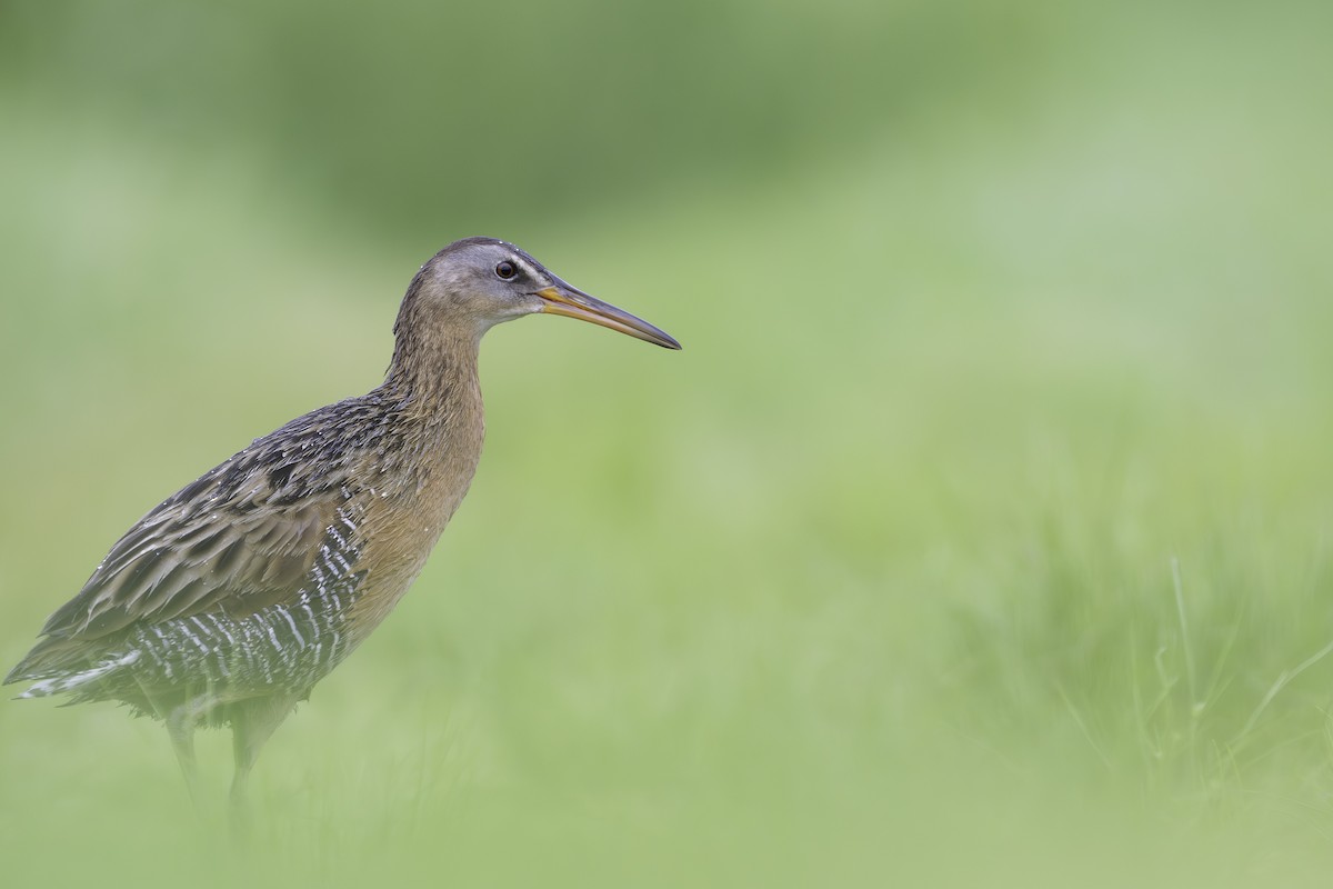 eBird Checklist - 4 May 2025 - Green Bottom WMA--Boardwalk - 21 species