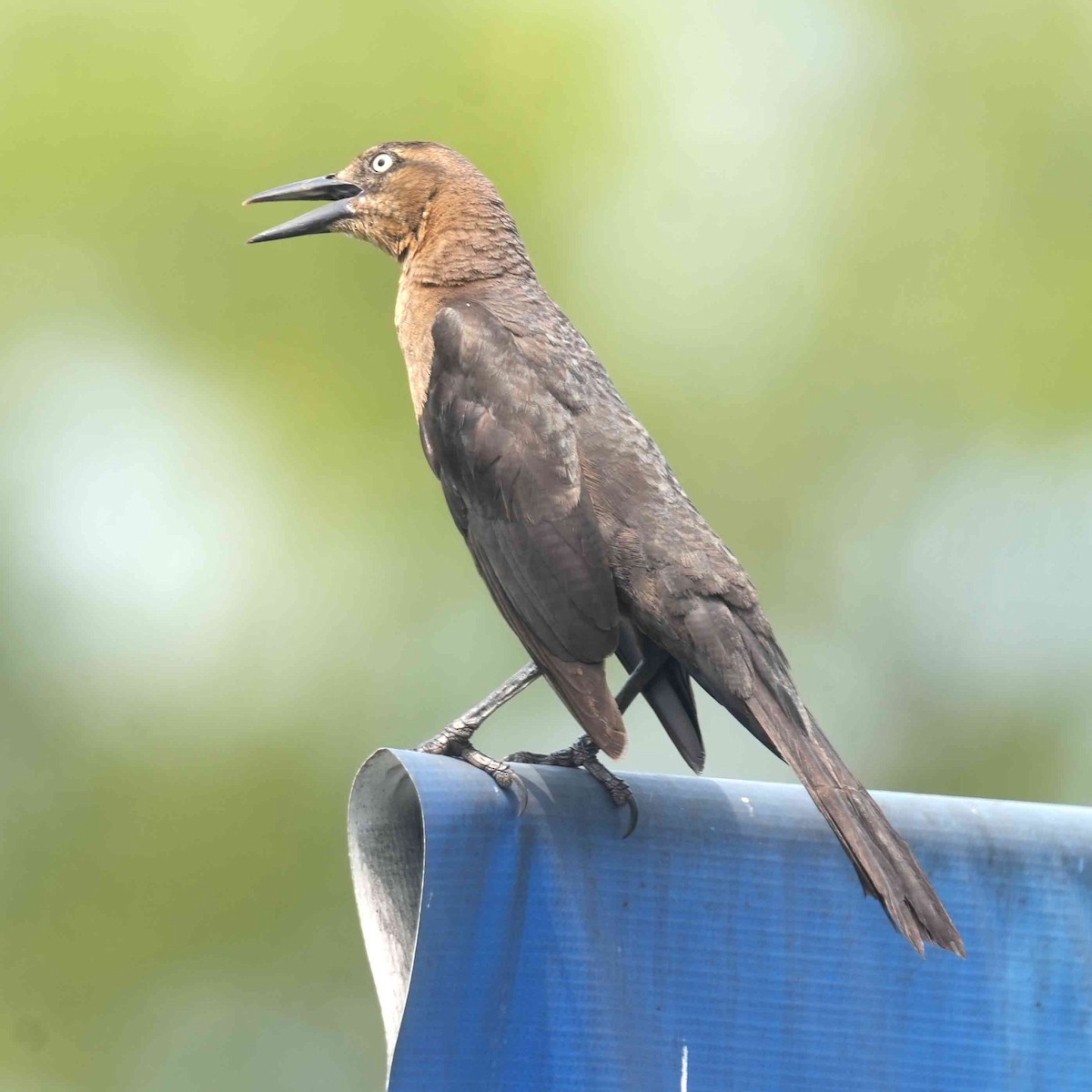 eBird Checklist - 4 May 2025 - Puerto Quetzal--Marina Pez Vela - 7 species