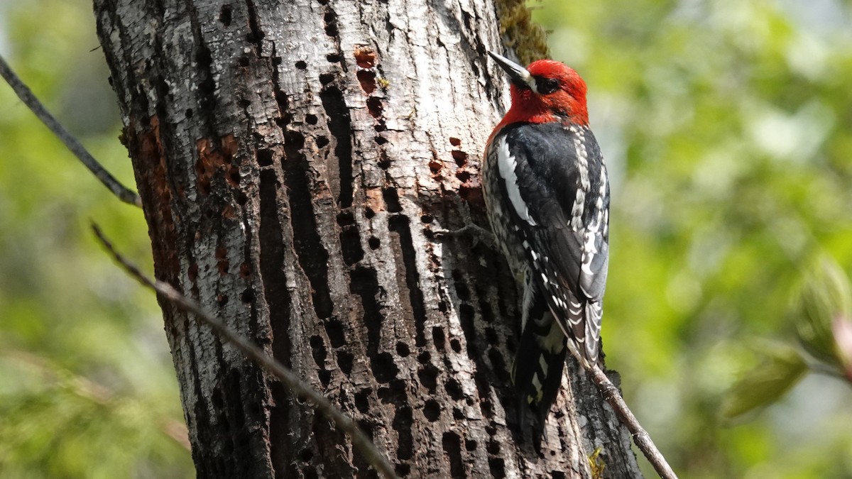 eBird Checklist - 4 May 2025 - Palo Alto Rd--upper meadow - 39 species
