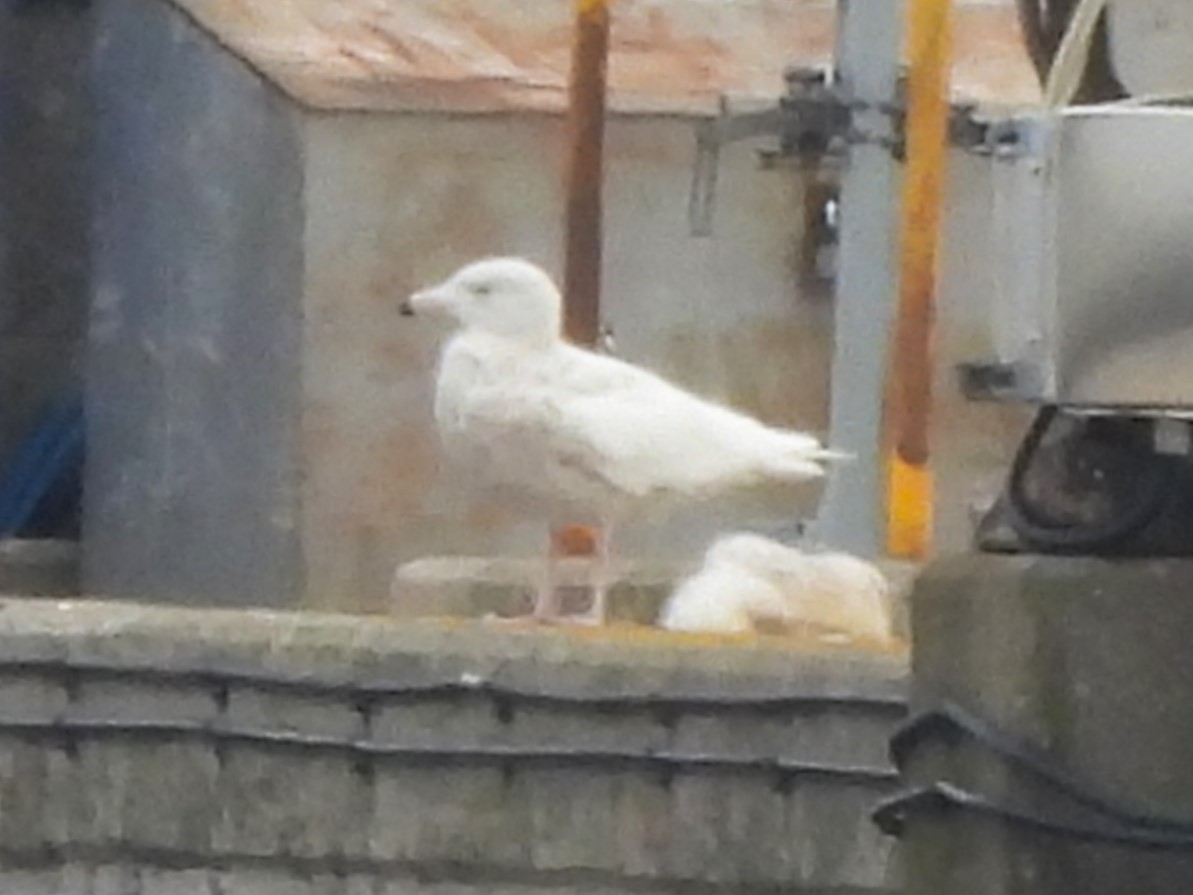 eBird Checklist - 4 May 2025 - Oakville--South Shell Park and Suncor ...