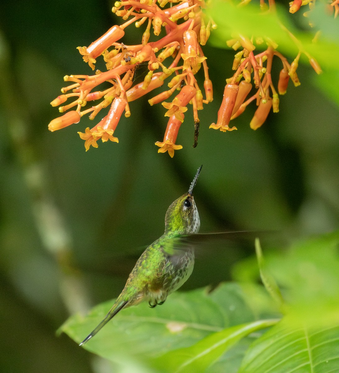 ML635052819 - White-booted Racket-tail - Macaulay Library