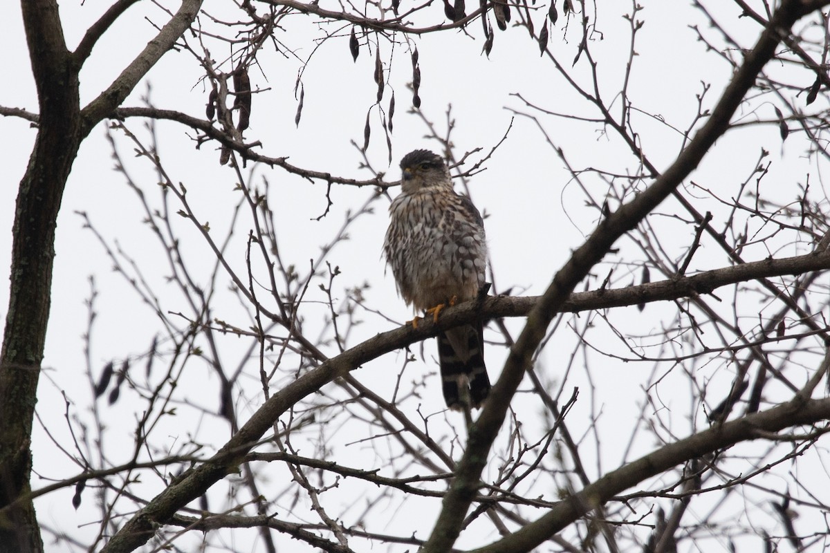 eBird Checklist - 4 May 2025 - Dover Community Trail--Transportation ...