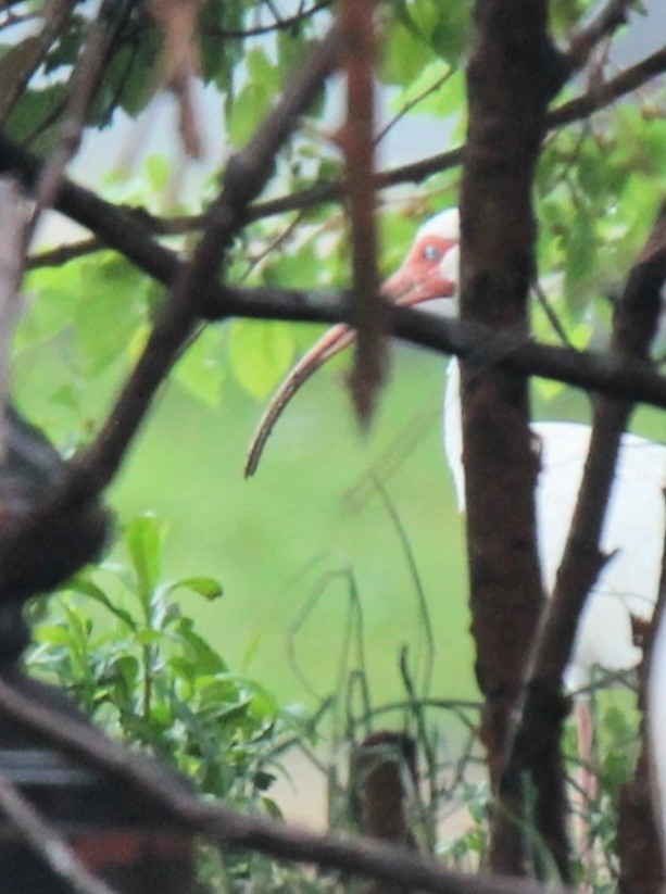 eBird Checklist - 3 May 2025 - O'Fallon Park - 10 species