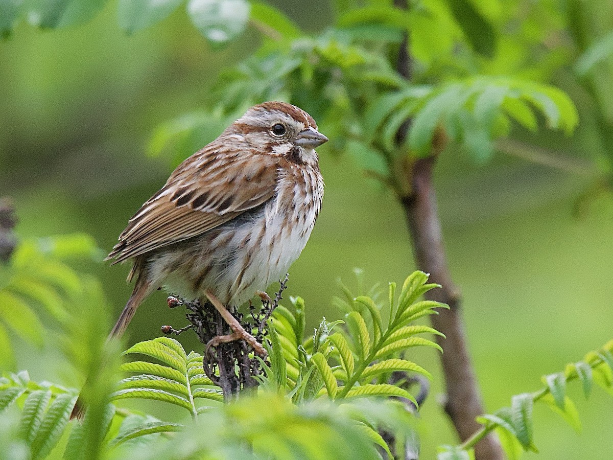 eBird Checklist - 4 May 2025 - Junior Williamson Rest Area - 14 species