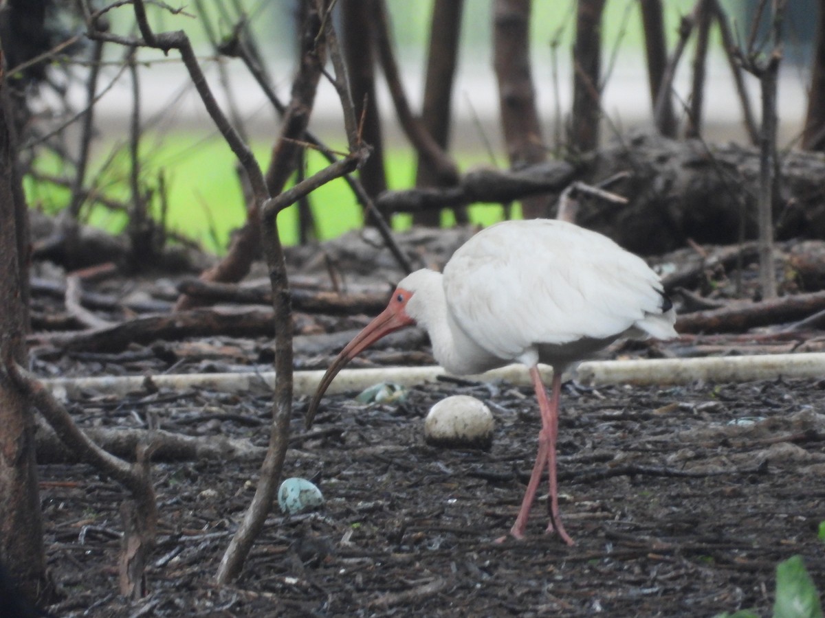 eBird Checklist - 3 May 2025 - O'Fallon Park - 22 species