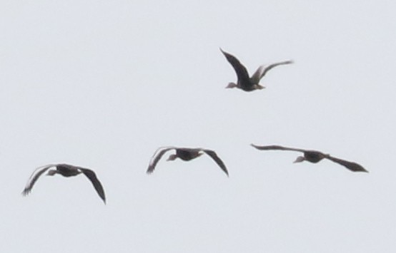 Pennsylvania Bird Atlas Checklist - 4 May 2025 - Robert Porter Allen ...