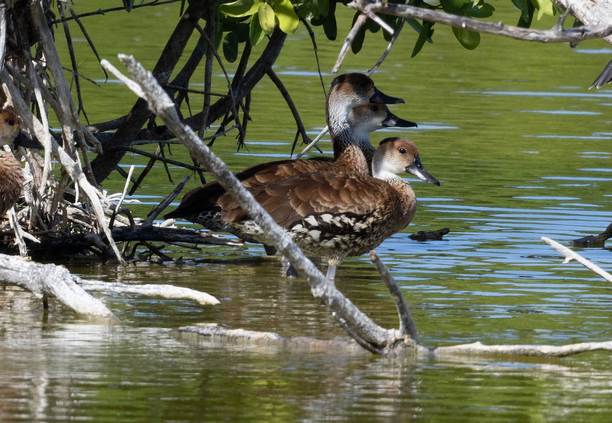 eBird Checklist - 3 Apr 2025 - Laguna flamingos - 32 species
