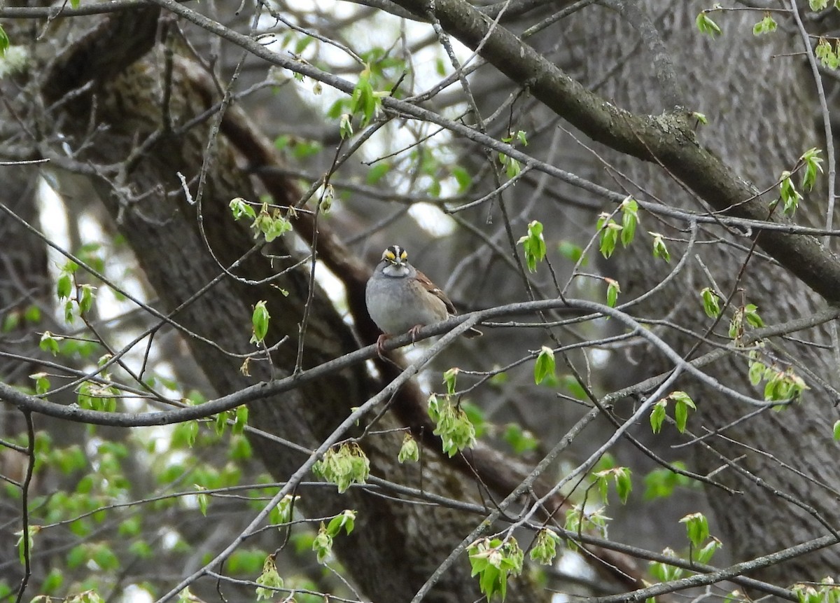 eBird Checklist - 3 May 2025 - Waterloo RA--Glenn Rd. - 43 species