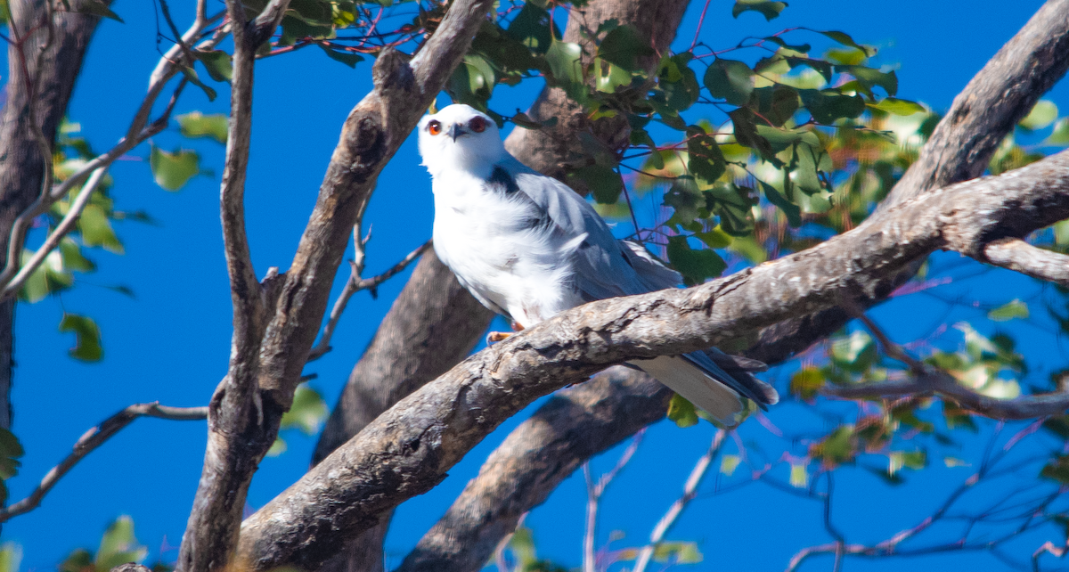 eBird Checklist - 4 May 2025 - Western Creek State Forest--Dunmore Rd ...