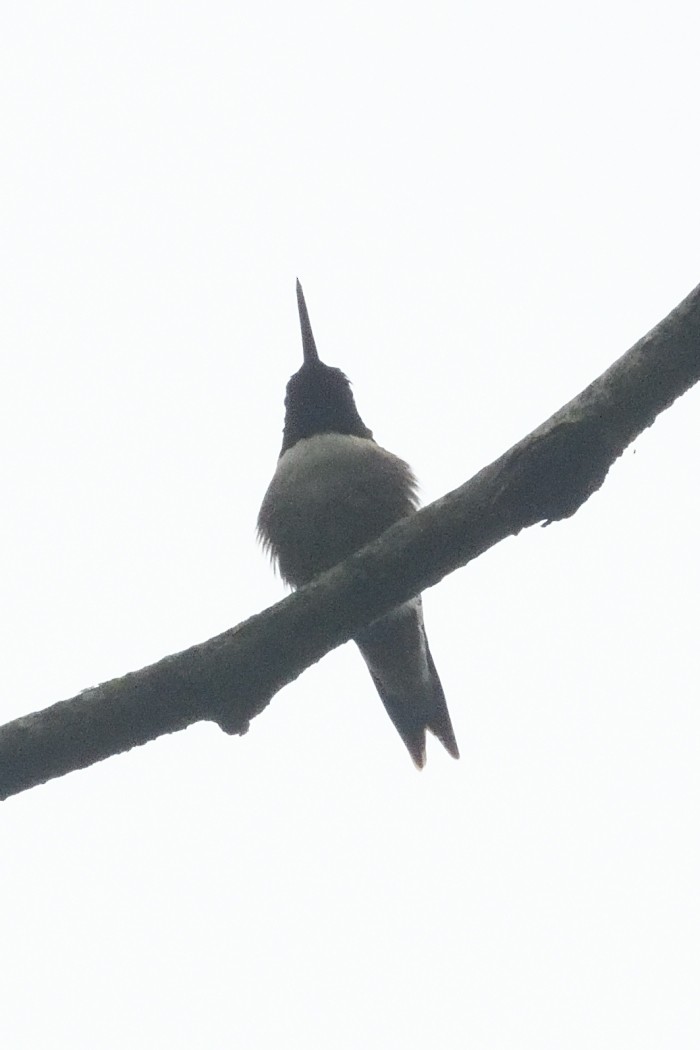 Pennsylvania Bird Atlas Checklist - 4 May 2025 - John M. Mauser Nature Education Trail System ...