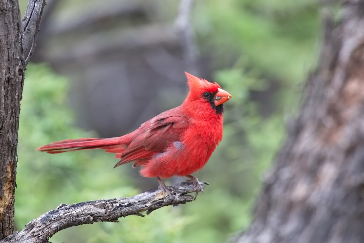 Northern Cardinal - Cardinalis cardinalis - Media Search - Macaulay ...