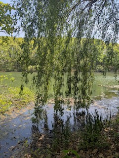 Alley Pond Park--Oakland Lake, Queens, New York, United States - eBird ...