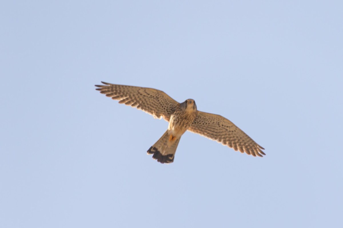 Eurasian Kestrel - Falco tinnunculus - Media Search - Macaulay Library and eBird