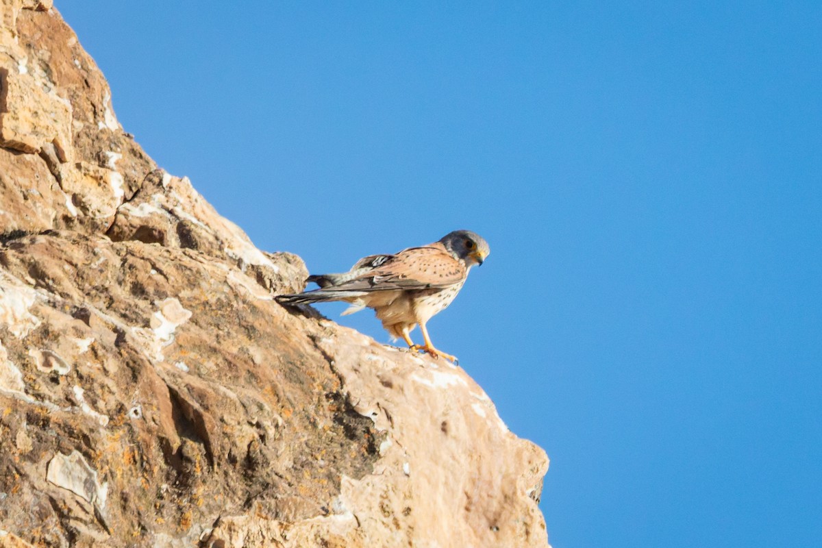 Eurasian Kestrel - Falco tinnunculus - Media Search - Macaulay Library and eBird