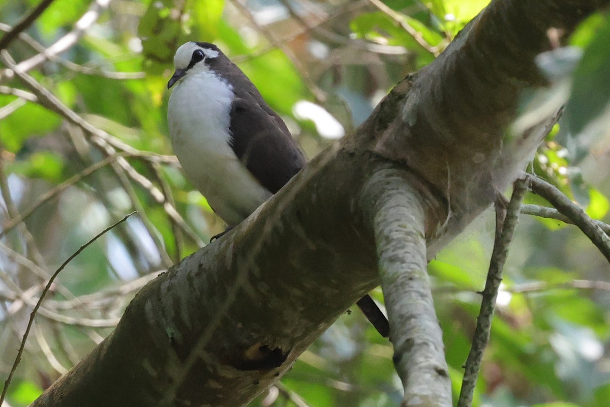 eBird Checklist - 18 Feb 2025 - Nkima Forest Lodge - 17 species