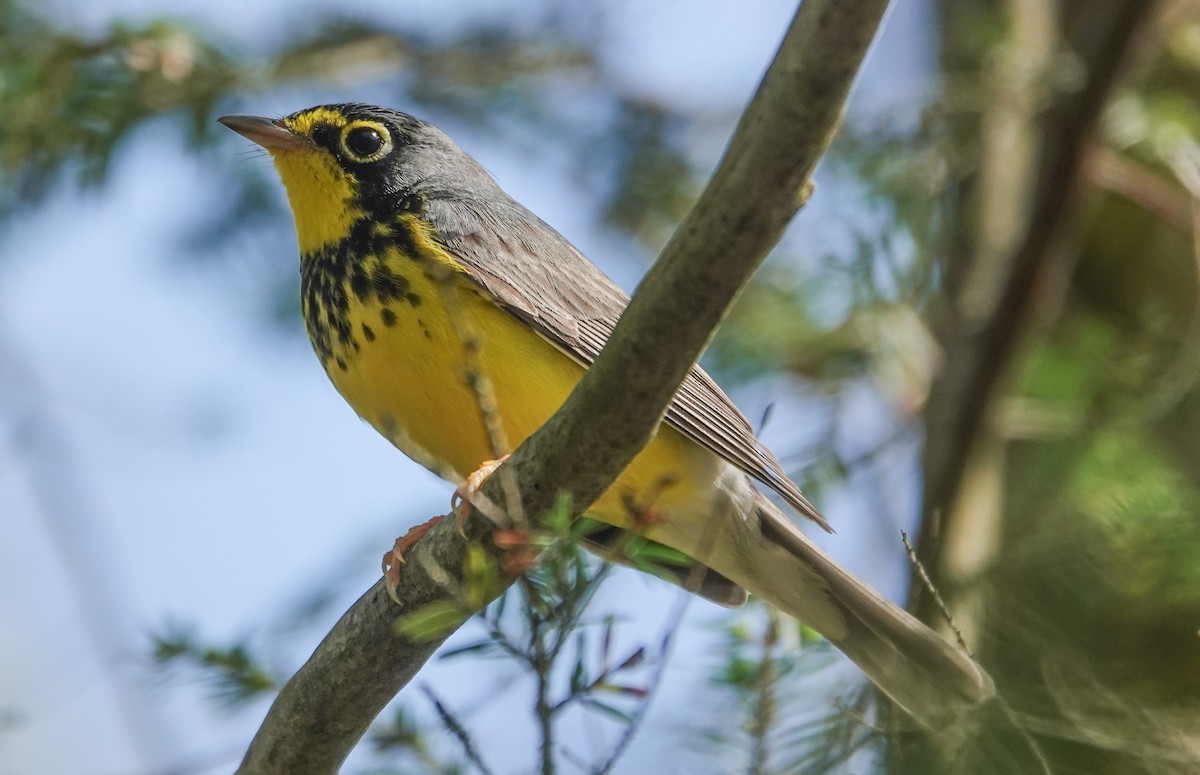 ML635096816 - Canada Warbler - Macaulay Library