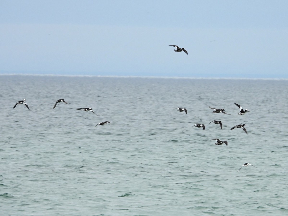 eBird Checklist - 4 May 2025 - Prince Edward Point NWA--Prince Edward ...