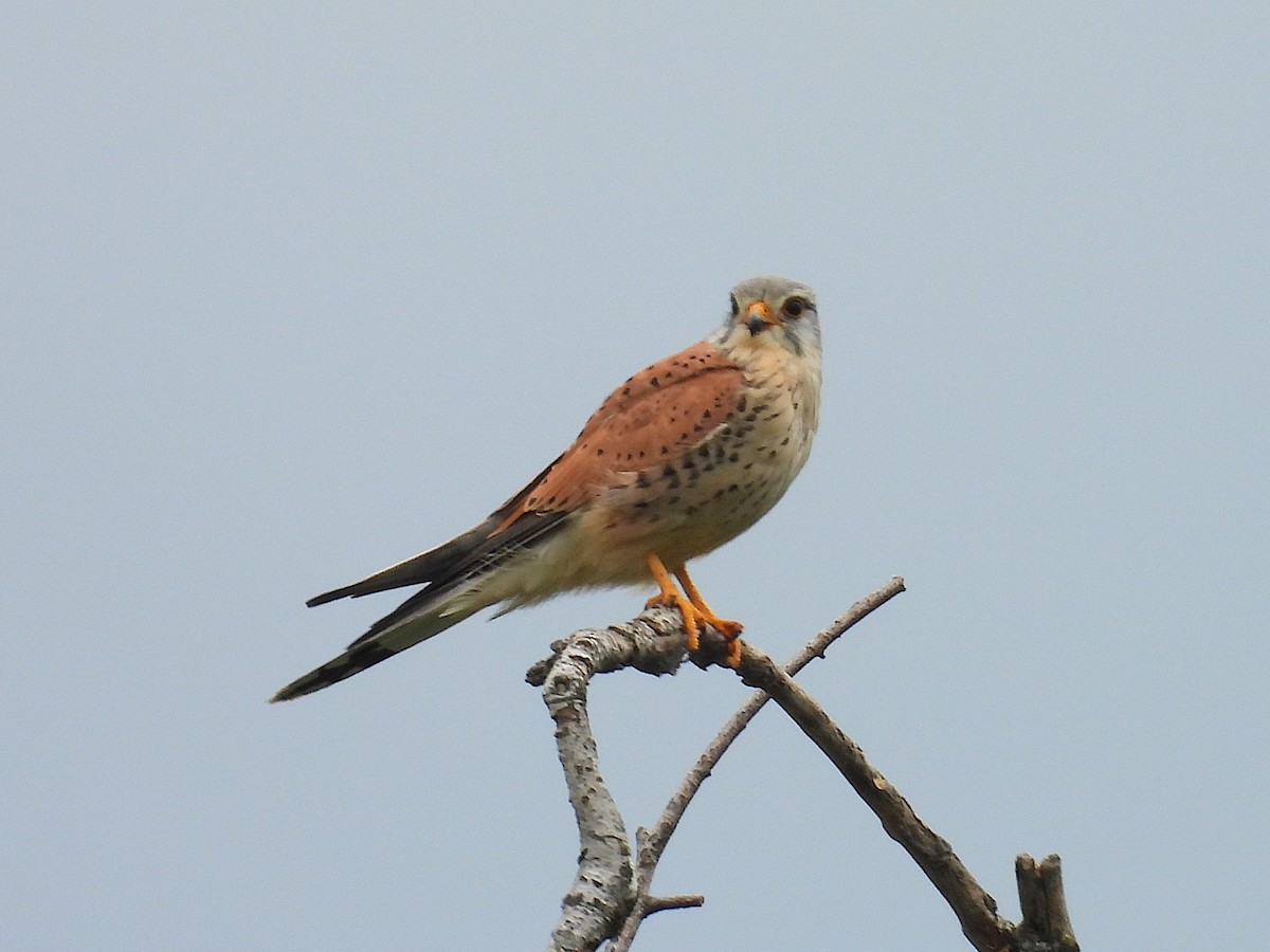 Eurasian Kestrel - Falco tinnunculus - Media Search - Macaulay Library and eBird
