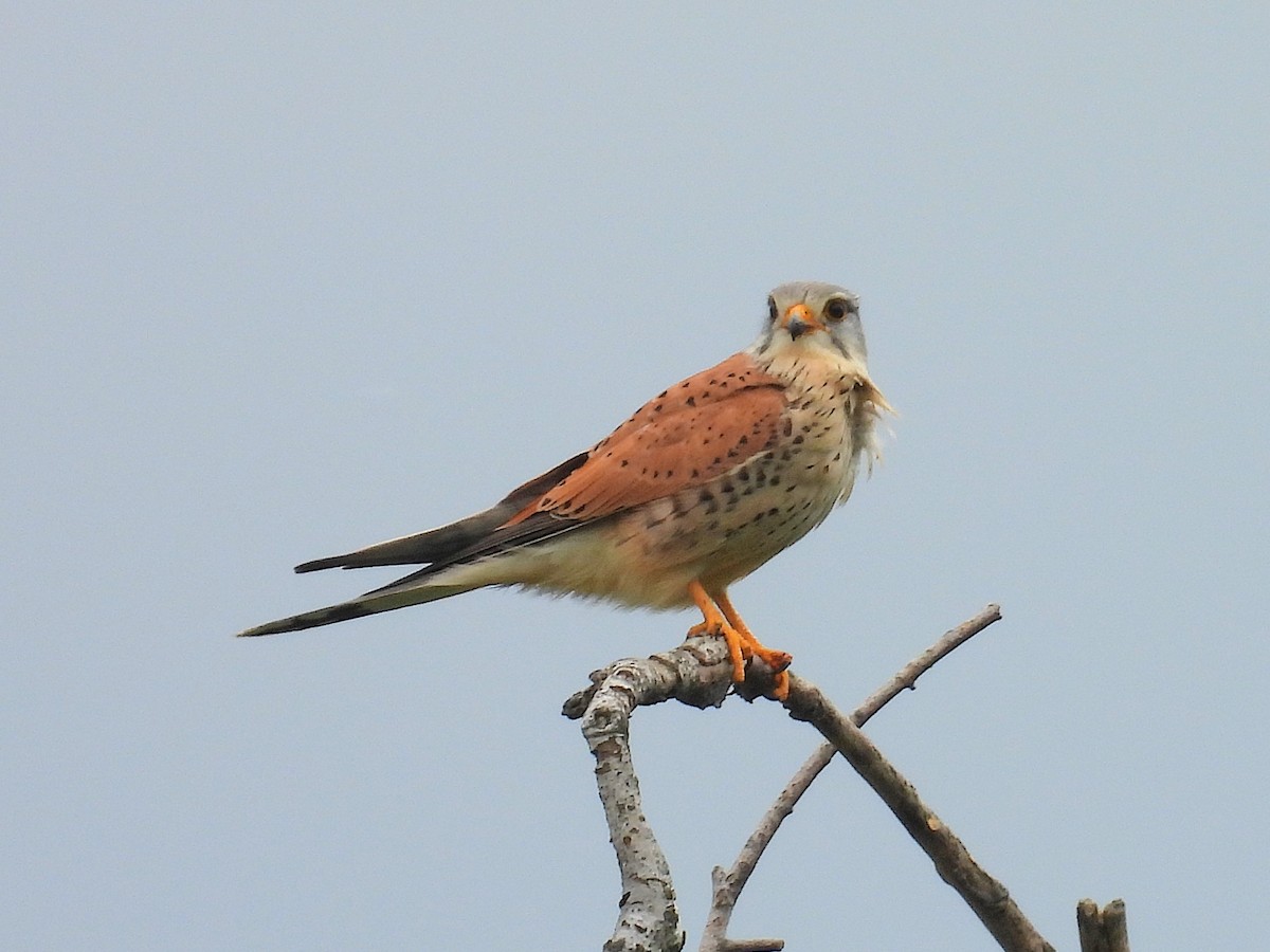 Eurasian Kestrel - Falco tinnunculus - Media Search - Macaulay Library and eBird