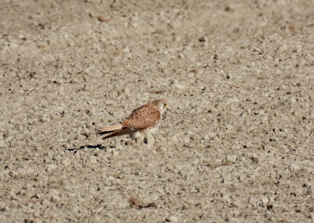 Eurasian Kestrel - Falco tinnunculus - Media Search - Macaulay Library and eBird