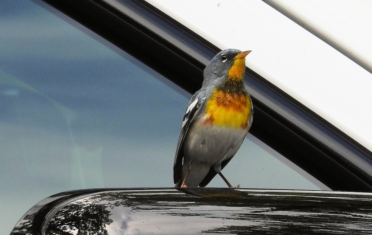 eBird Checklist - 27 Apr 2025 - Kurth Lake (restricted access) - 31 species