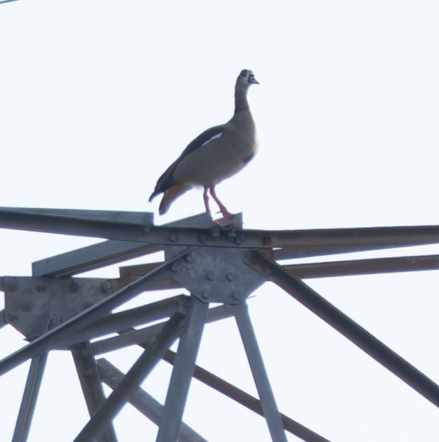 eBird Checklist - 19 Apr 2025 - Derdepoort Resort - 50 species