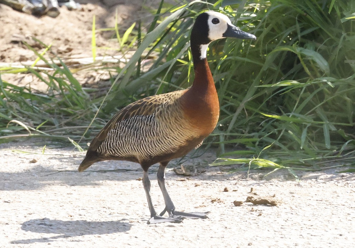 eBird Checklist - 4 Jan 2024 - Derdepoort Resort - 52 species