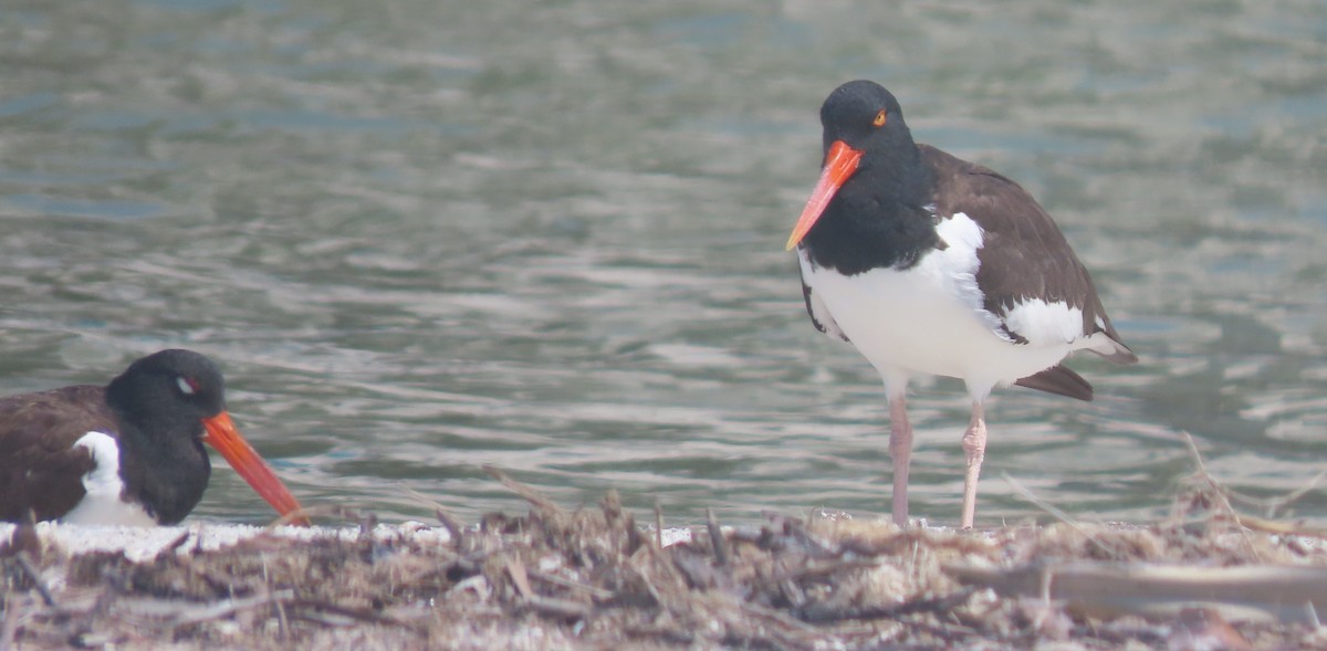 eBird Checklist - 5 May 2025 - Carlos Pointe - 25 species