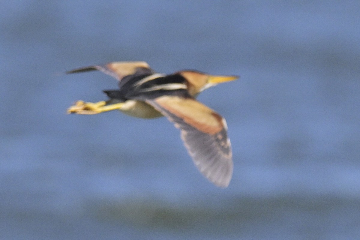 eBird Checklist - 5 May 2025 - Calero Reservoir - 25 species