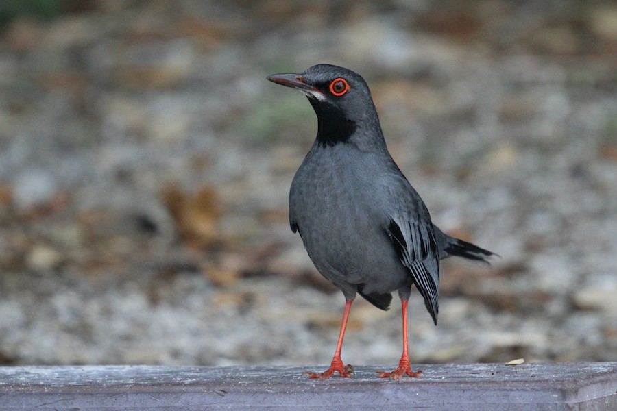 Western Red-legged Thrush (Bahamas) - eBird