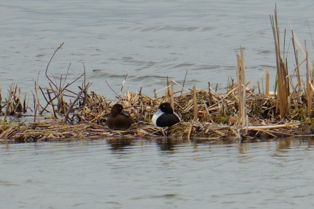 eBird Checklist - 5 May 2025 - Camden Lake Provincial Wildlife Area ...