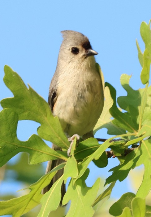 eBird Checklist - 16 Apr 2025 - Tyler State Park, Tyler US-TX (32.4749 ...