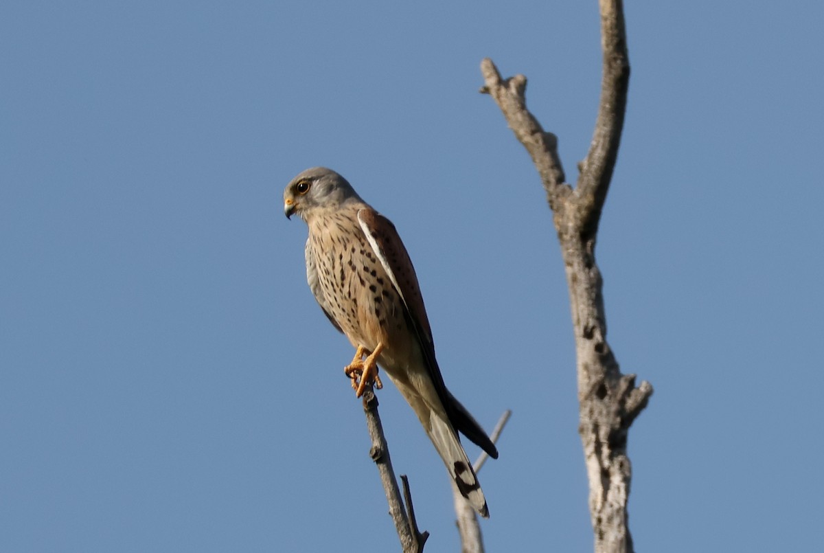 Eurasian Kestrel - Falco tinnunculus - Media Search - Macaulay Library and eBird
