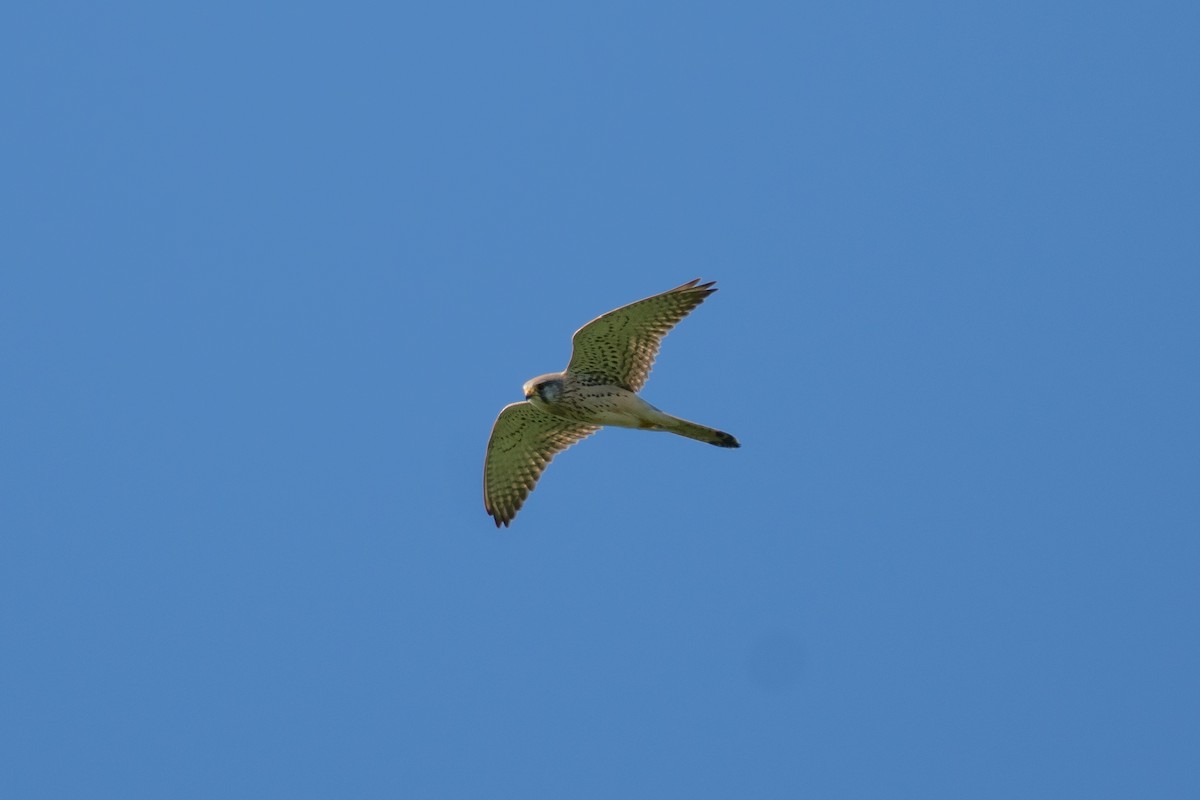 Eurasian Kestrel - Falco tinnunculus - Media Search - Macaulay Library and eBird