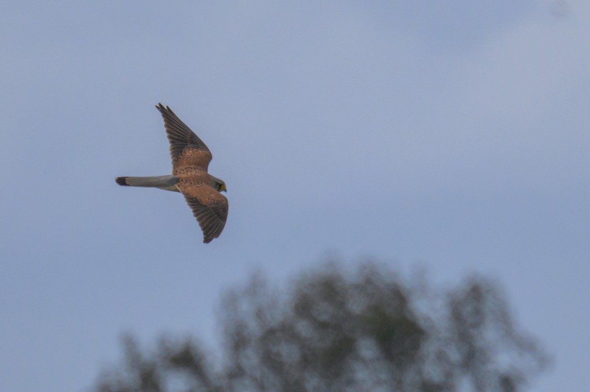 Eurasian Kestrel - Falco tinnunculus - Media Search - Macaulay Library and eBird
