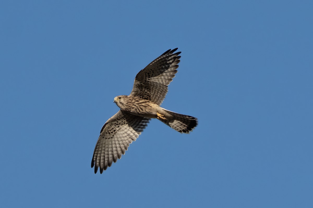 Eurasian Kestrel - Falco tinnunculus - Media Search - Macaulay Library and eBird