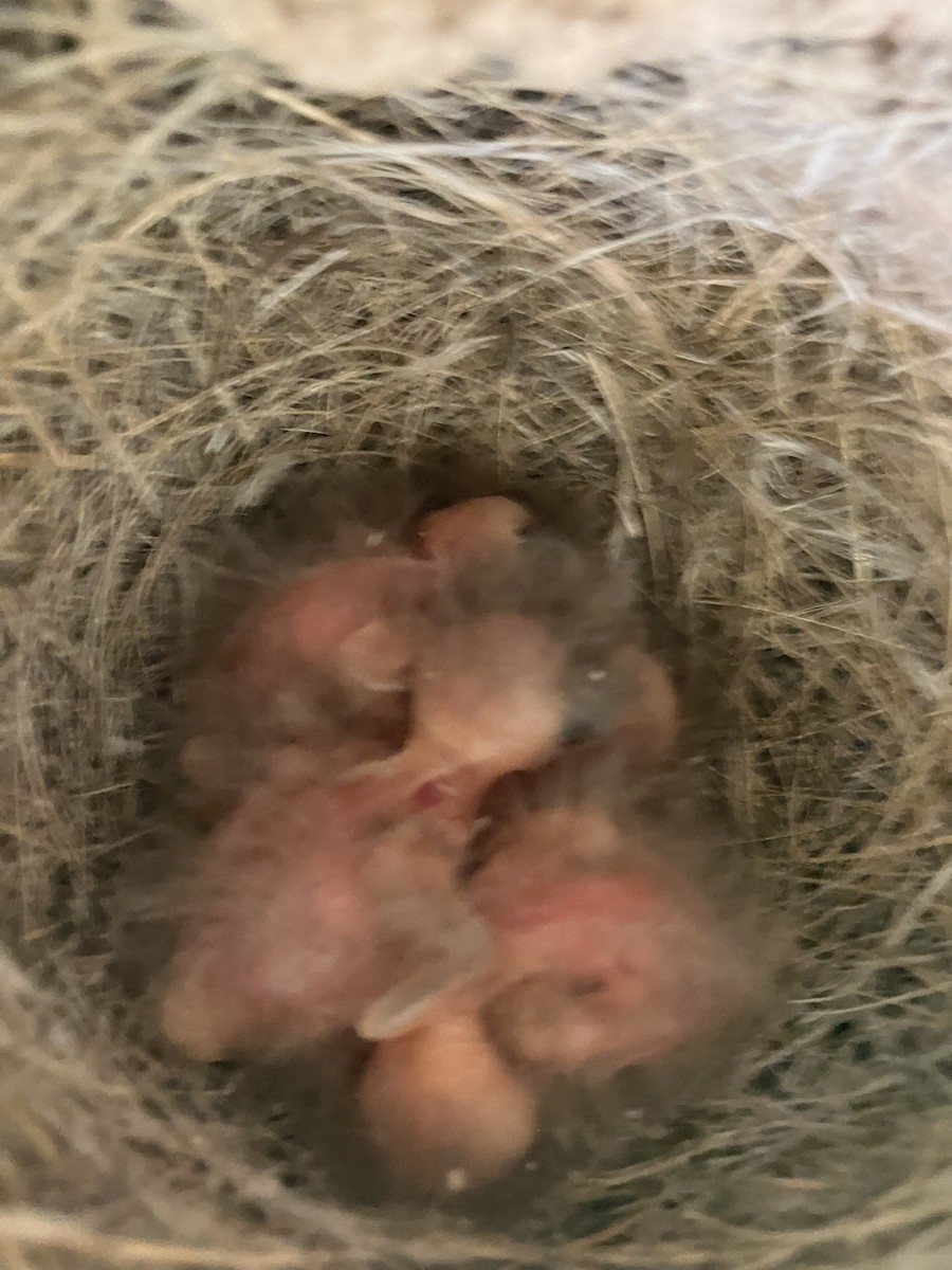 eBird Checklist - 1 May 2025 - Road 29, Fowler US-KS 37.17147, -100. ...