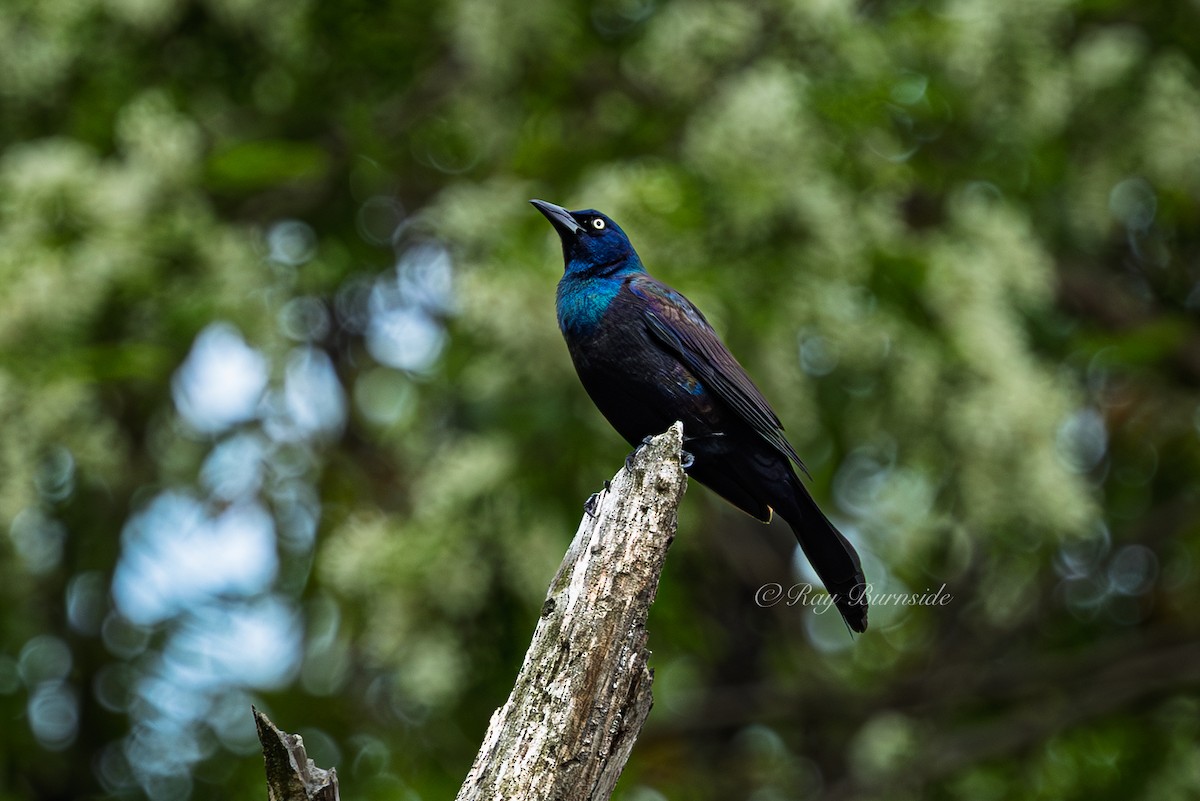 eBird Checklist - 5 May 2025 - Palmyra Cove Nature Park - 1 species