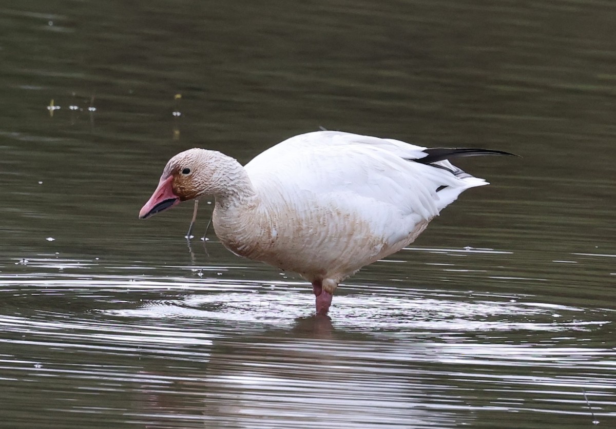 eBird Checklist - 5 May 2025 - Upper Lisle County Park - 108 species ...