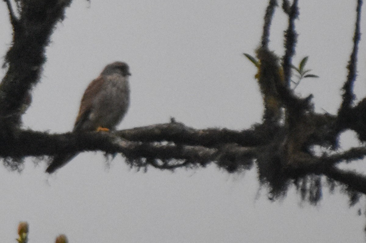 Eurasian Kestrel - Falco tinnunculus - Media Search - Macaulay Library and eBird